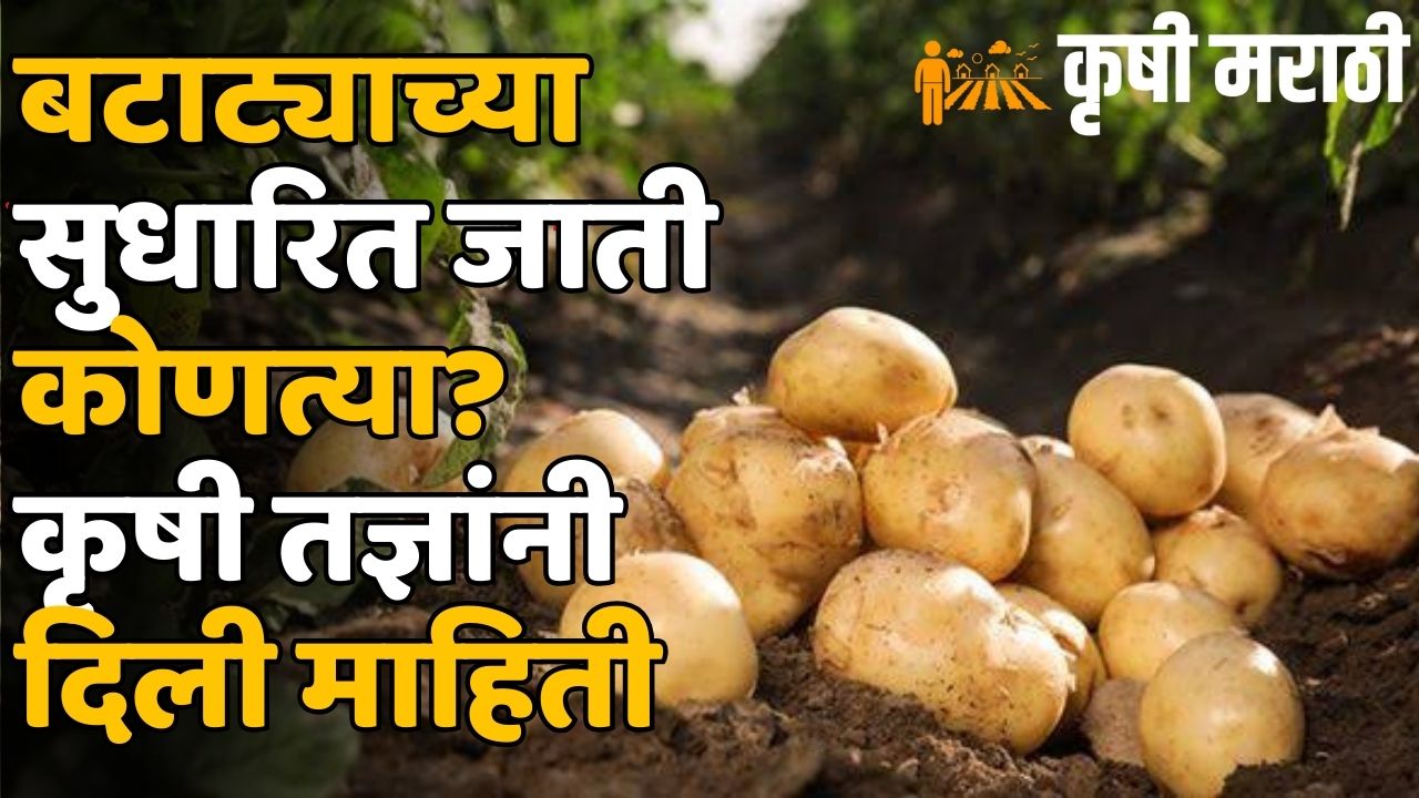 बटाटा लागवड करताय ? मग 25 सप्टेंबर पर्यंत 'या' वाणाच्या बटाट्याची लागवड ...